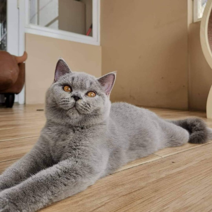 Jual FLASH SALE!!! BSH BRITISH SHORTHAIR BETINA BLUE PED WCF KUCING ...