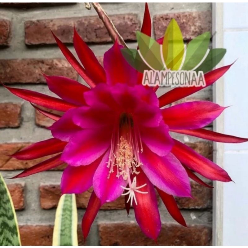 Jual TANAMAN HIAS BUNGA WIJAYA KUSUMA MERAH MAROON | Shopee Indonesia
