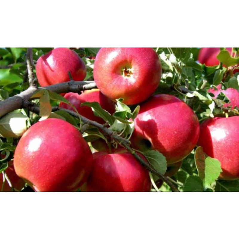 Jual bibit apel anna merah batang super hasil cangkok siap berbunga ...