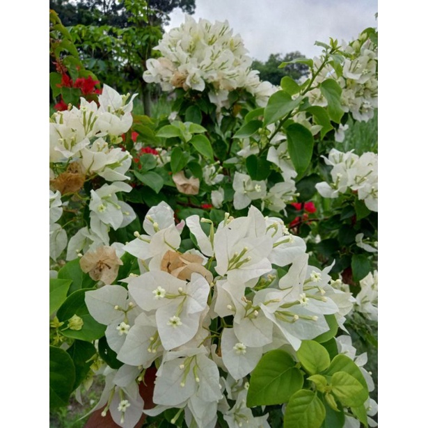 Jual Bougenville Sj Putih Ekor Musang Putih Ori Sudah Berbunga Shopee