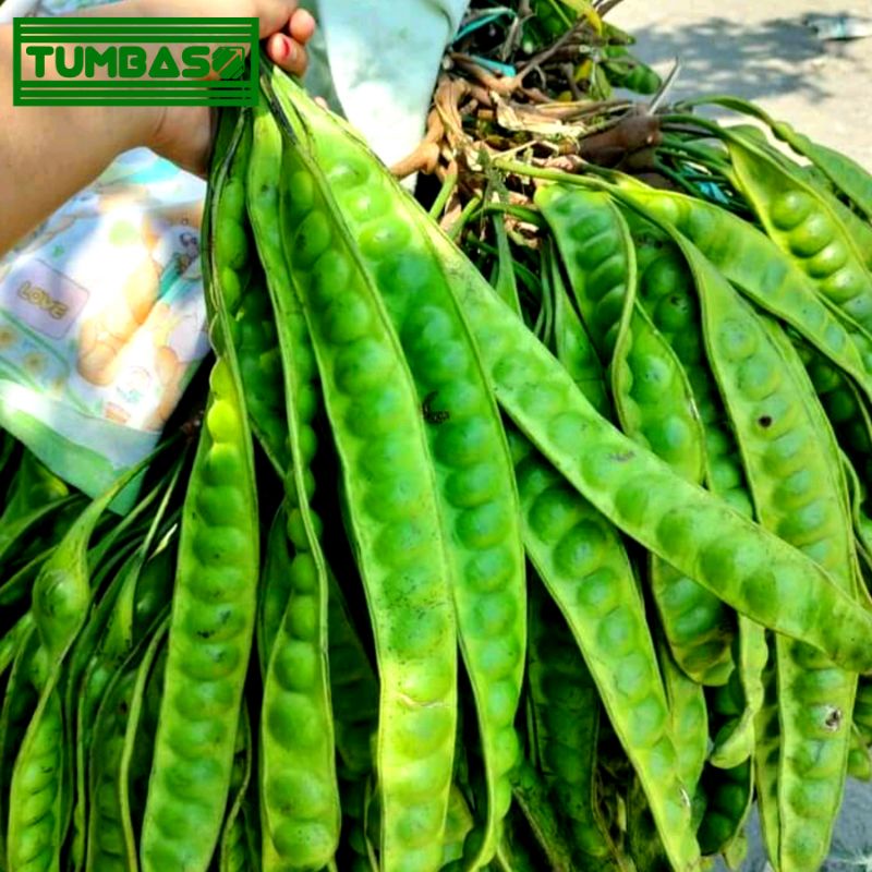 Jual Tumbaso Petai / Pete 1 Lonjor Panjang / 1 Papan Segar | Shopee ...