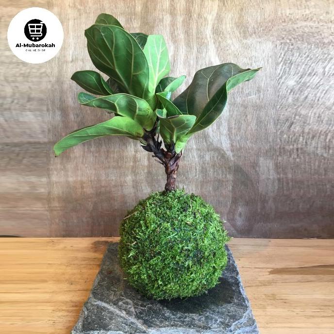 Jual favorit] Mossball - Ficus Lyrata Fiddle Leaf Fig Tanaman Pohon ...