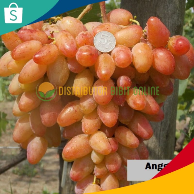 Jual Bibit anggur import dixon hasil grafting | Shopee Indonesia