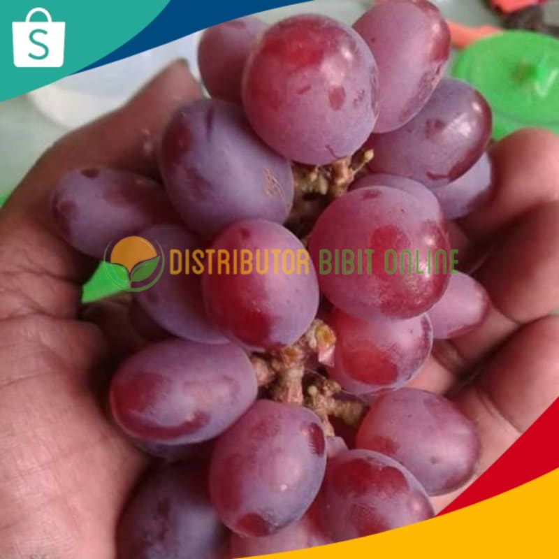 Jual Bibit anggur import ninel hasil stek grafting | Shopee Indonesia