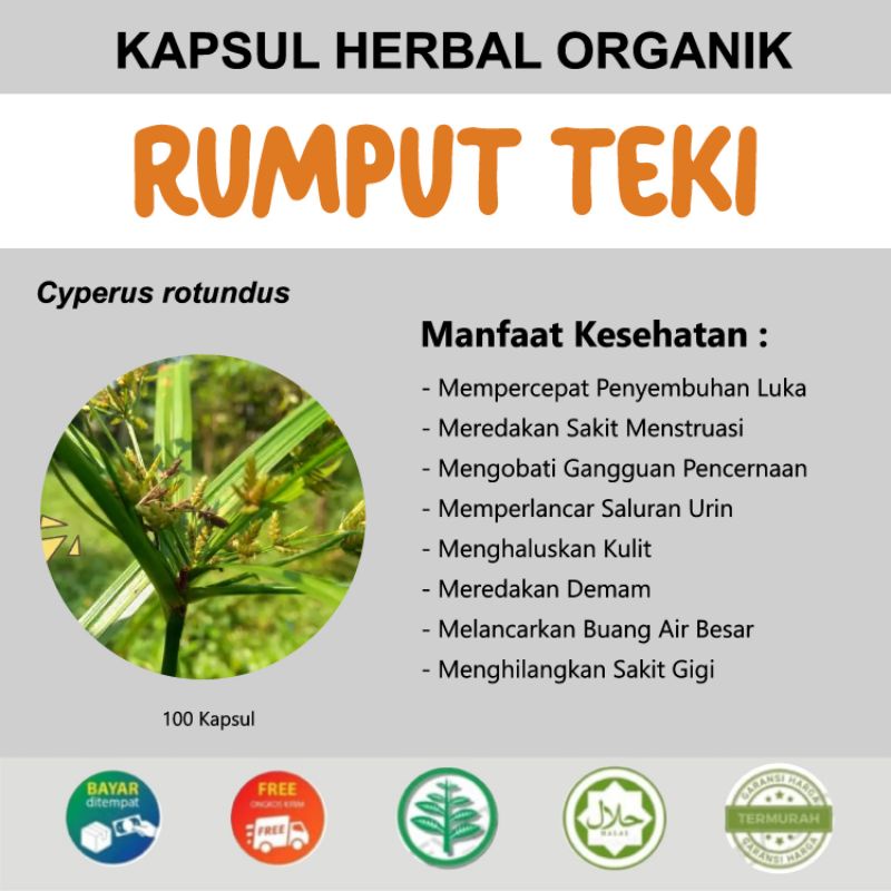 Jual KAPSUL RUMPUT TEKI 100% HERBAL MURNI | Shopee Indonesia