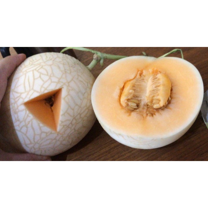 Jual Benih Melon Sweet Net.8 Kemasan Repack | Shopee Indonesia
