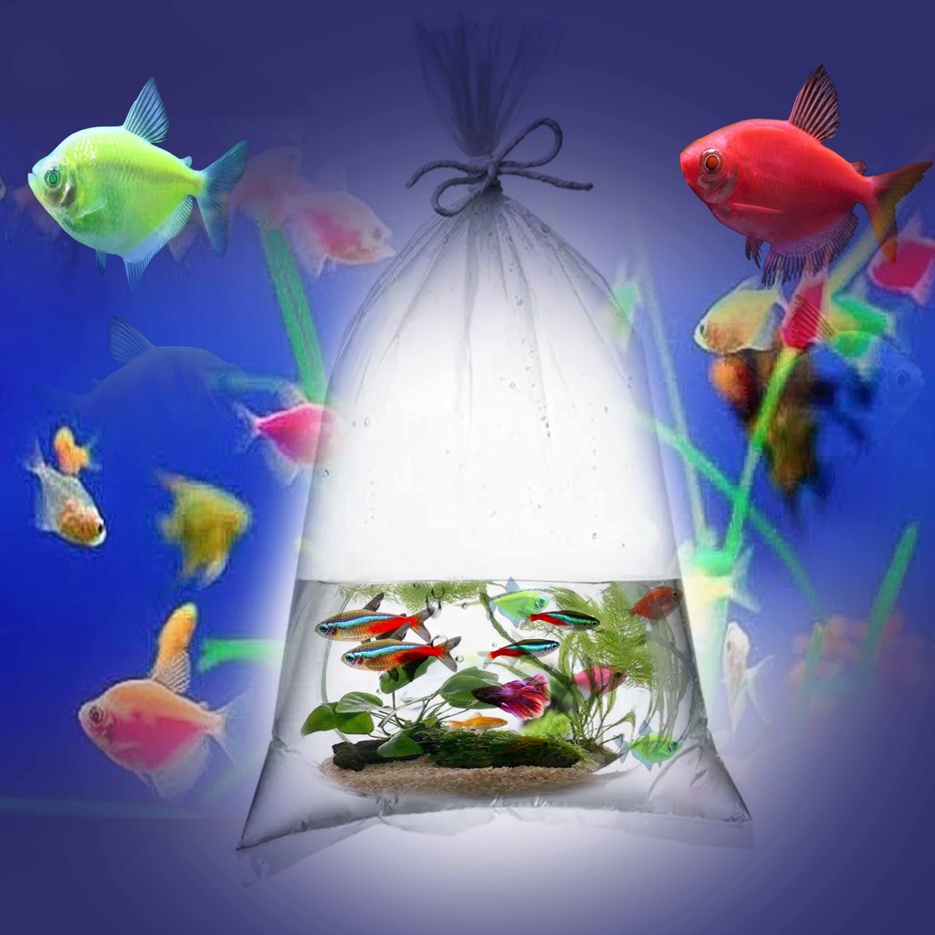 Jual Ikan hias air tawar glofi$h karungan per 10e, ada guppy, rainbow ...