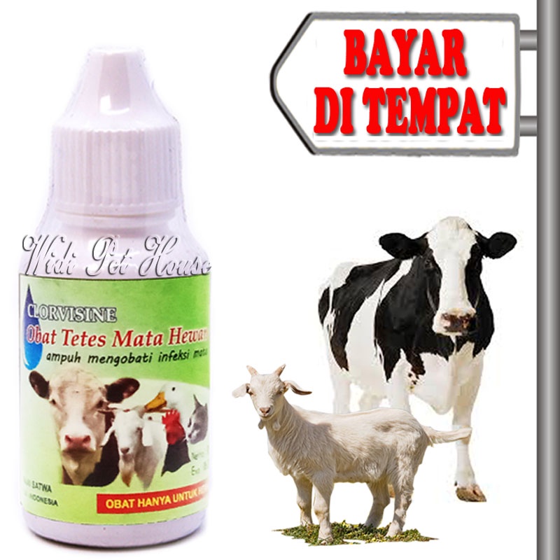 Jual Obat Mata Sapi Kambing Domba Kerbau Tetes Clorvisine Hewan Ternak ...