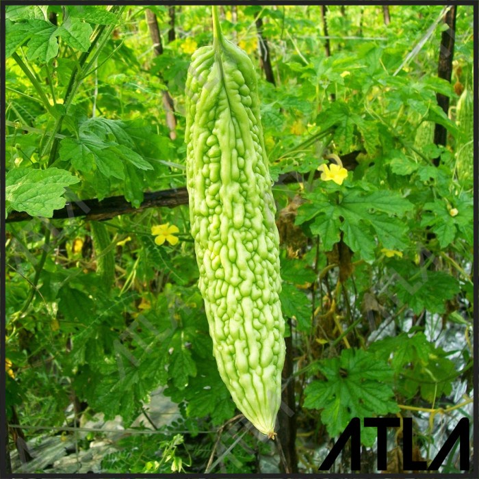 Jual Benih Pare Pahit 10 Gram Biji Paria Parea Bibit Tanaman Buah Sayur ...