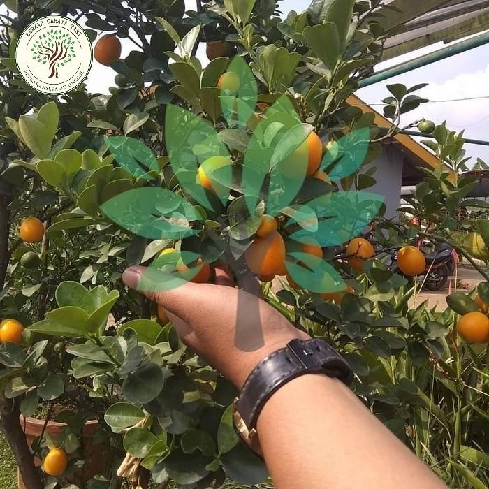 Jual bibit tanaman buah jeruk nagami/kumquat-bibit jeruk mini nagami ...