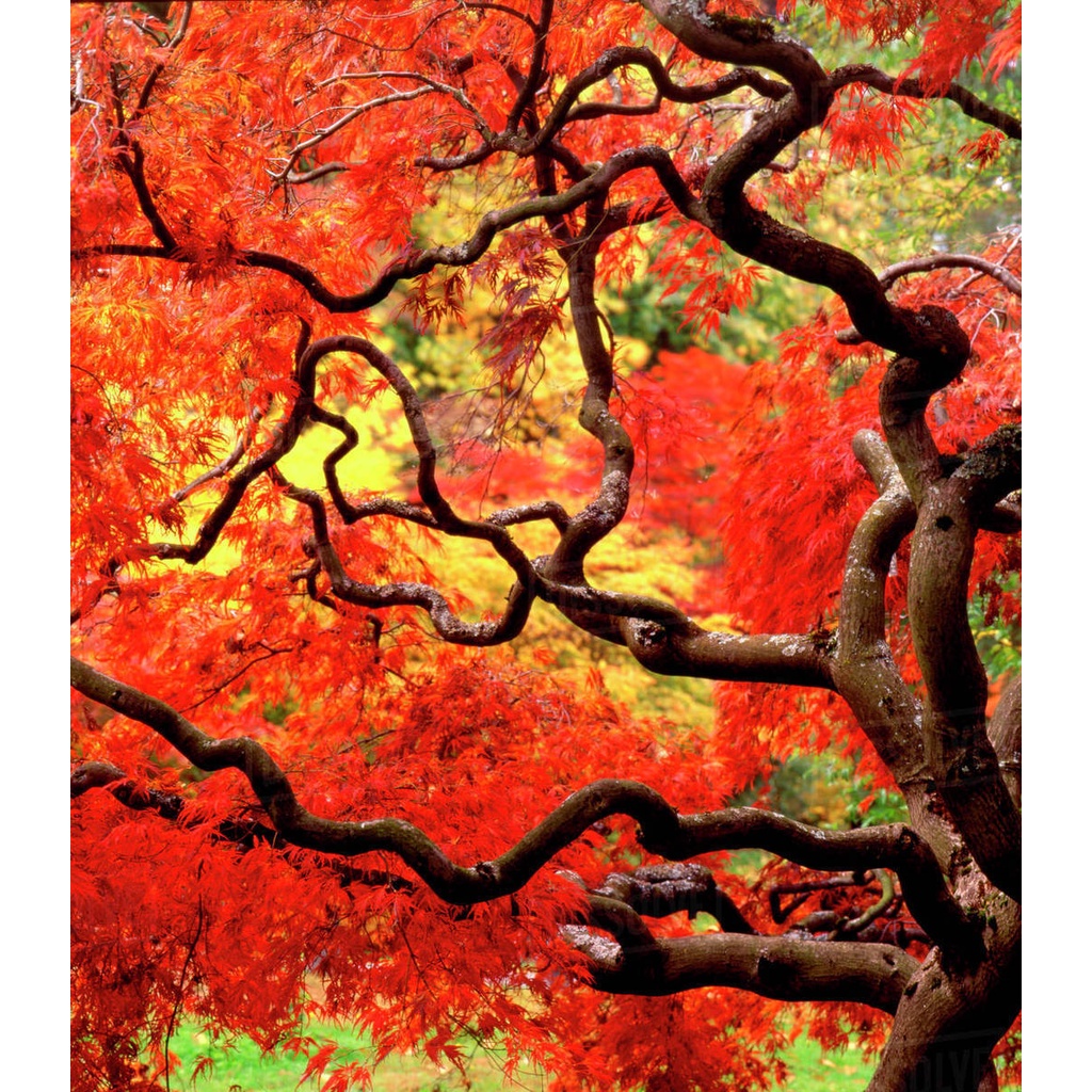 Jual Bibit Benih Japanase Red Maple (1 Butir) | Shopee Indonesia