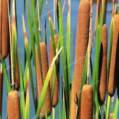 Jual tanaman ra bibit typha / cattail / ekor kucing 1 buah HOKI VALID ...