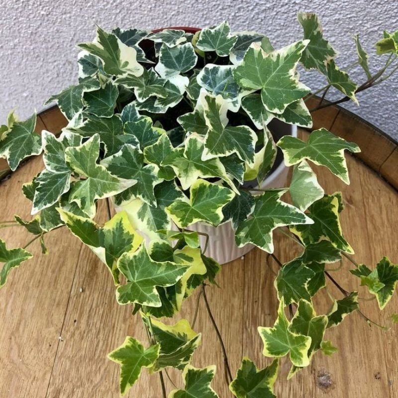 Jual TANAMAN HIAS RAMBAT IVY STAR VARIEGATA - TANAMAN HIAS RAMBAT BUNGA ...