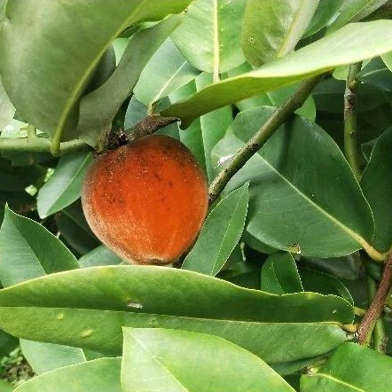 Jual BUAH BISBUL BUAH MENTEGA MERAH LANGKA, BUAH SAMOLO 1 KG | Shopee ...