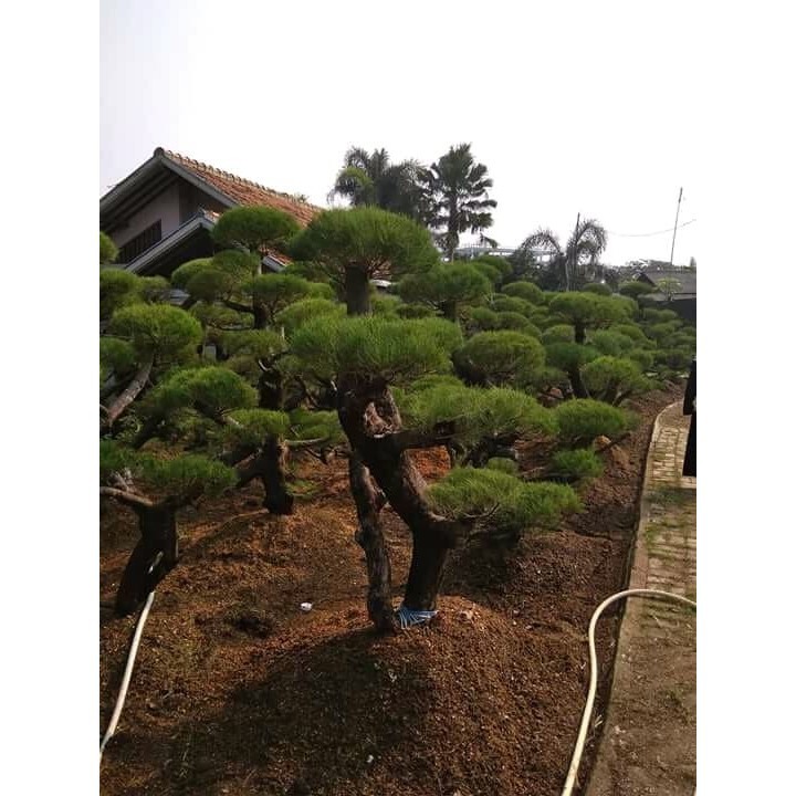 Jual Bonsai Cemara Udang/Bonsai Cemara | Shopee Indonesia