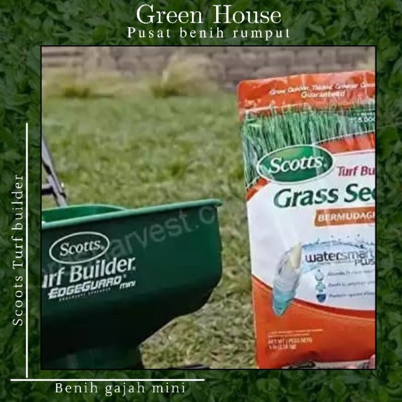 Jual Gajah Mini Grass 150Gram ± Seed LBS° Benih Rumput Gajah Mini 150G ...