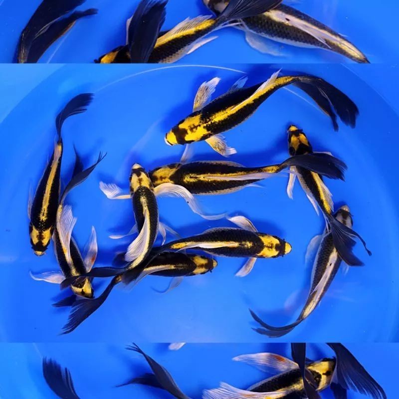 Jual ZA Live Fish Ikan Hias Koi Kabuto Mas Slayer IKAN ...