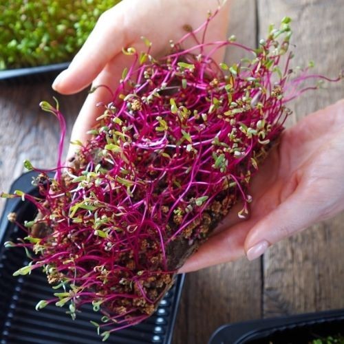 Jual Seed Center Bibit Benih Microgreen Red Beetroot (5 Seeds) | Shopee ...