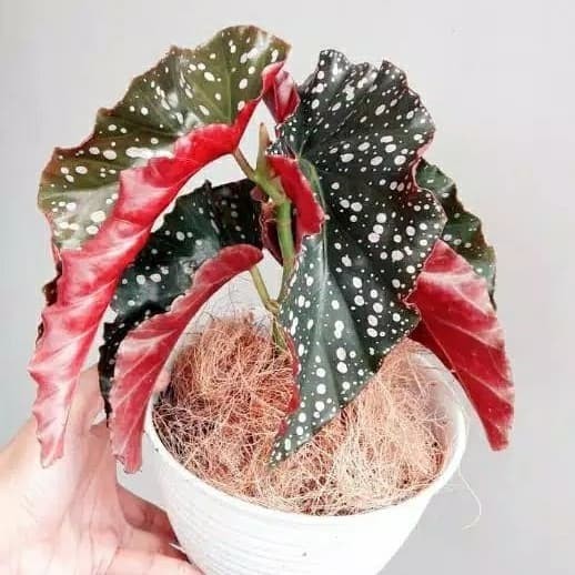 Jual Paket 2 Jenis Tanaman Hias Begonia / Begonia Mocca / Begonia ...