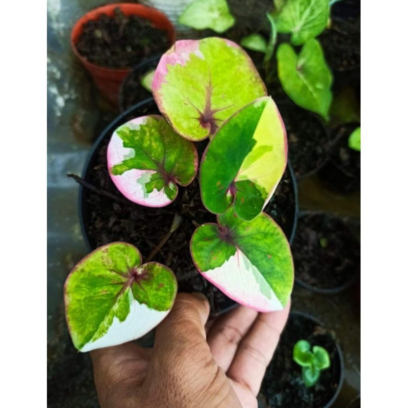 Jual Tanaman Hias Keladi Thai Hybrid Pluto Bunga Hias Keladi Caladium ...