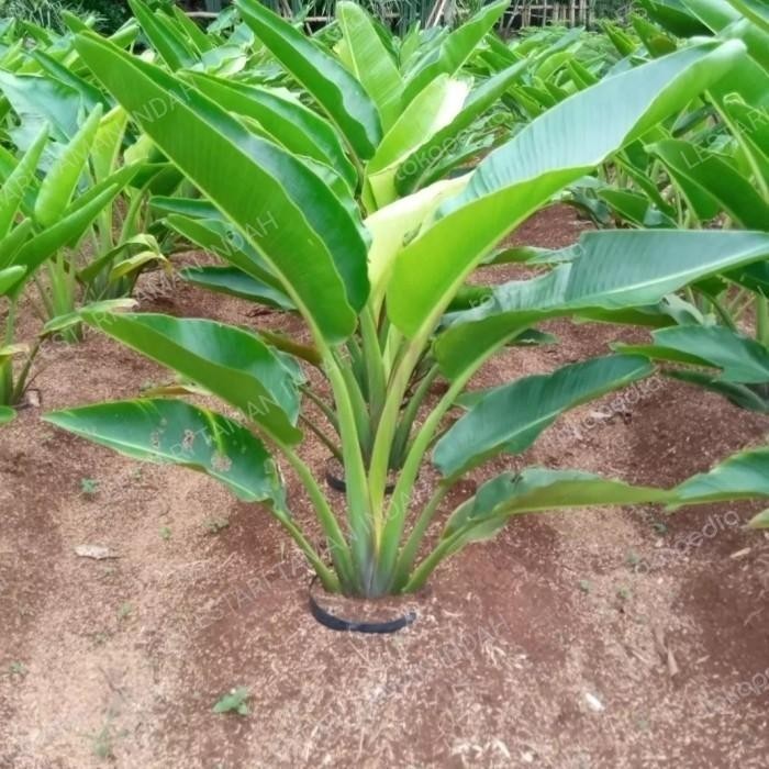 Jual Tanaman Hias Pisang Kipas Pohon Pisang Kipas Bibit Pohon Pisang