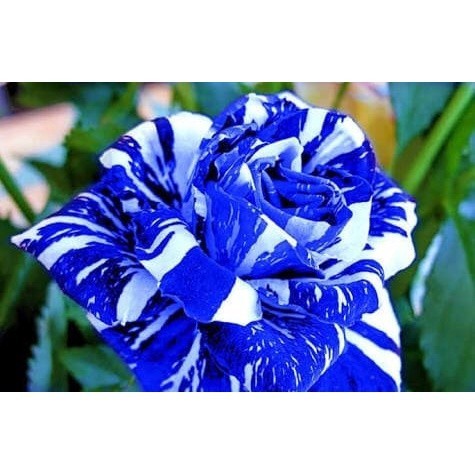 Jual biji bibit benih mawar batik biru | Shopee Indonesia
