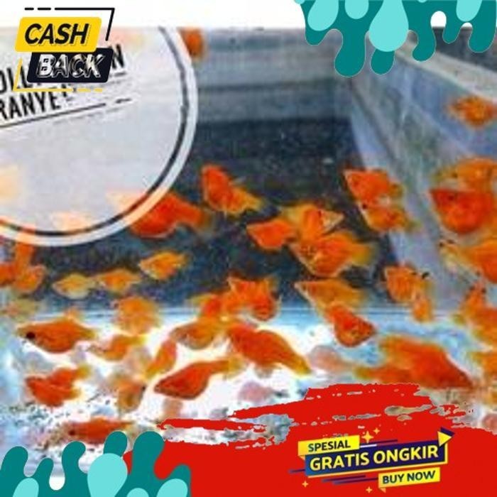 Jual MOLLY GOLDEN BALON / IKAN HIAS AQUASCAPE AIR TAWAR / IKAN MOLLY ...