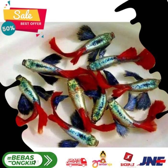 Jual SURAT KARANTINA IKAN HIAS GUPPY PRTDE PLATINUM RED TAIL DUMBO EAR SIAP KAWINI - GUPPY PRTDE ...