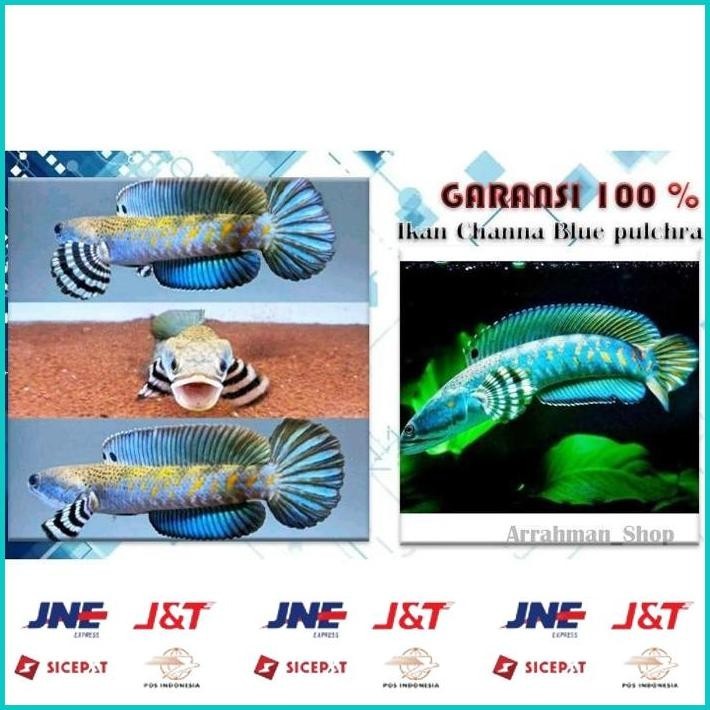 Jual BISMILLAH IKAN CHANNA BLUE PULCHRA - CHANA BLUE PURCHA KEREN WAJIB INSTANT SAMEDAY ALISUP ...