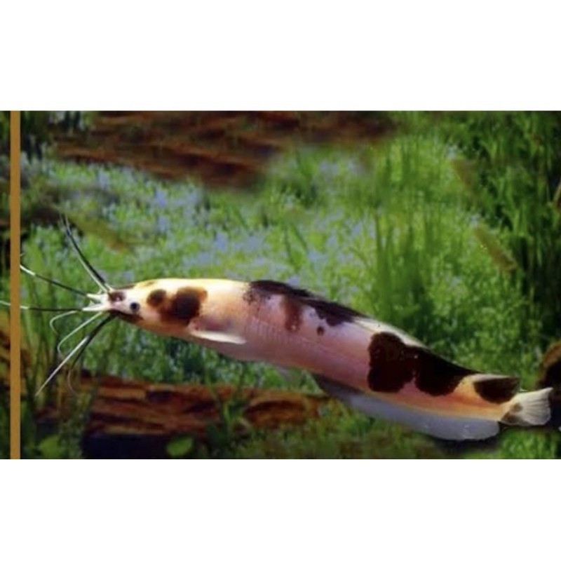 Jual PAKET 10 EKOR LELE ALBINO PANJANG 5cm HIASAN AQUARIUM | Shopee ...