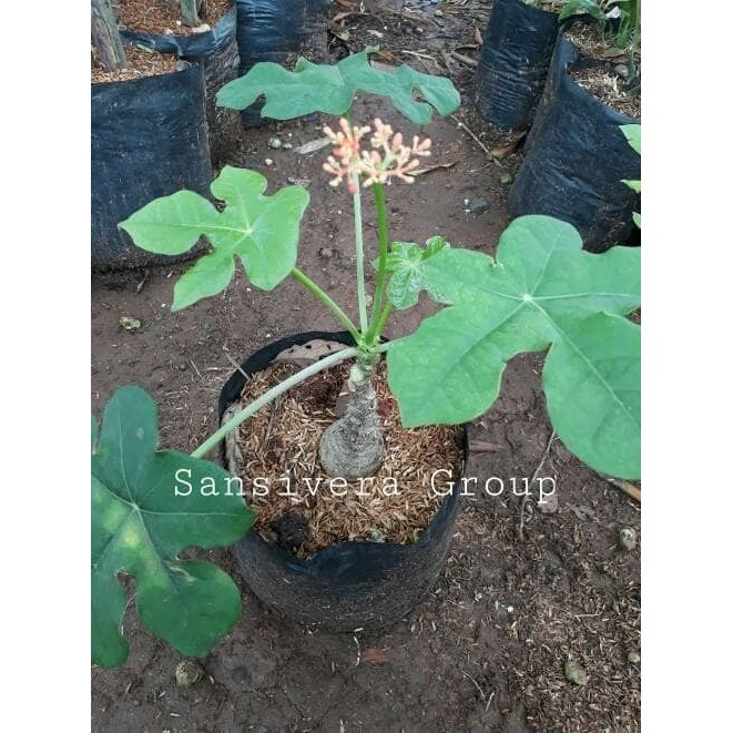 Jual Tanaman Jarak Bali / Jarak Botol / Buddha Belly | Shopee Indonesia