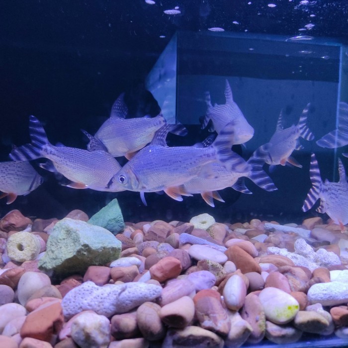 Jual ikan rff red feifeng | Shopee Indonesia