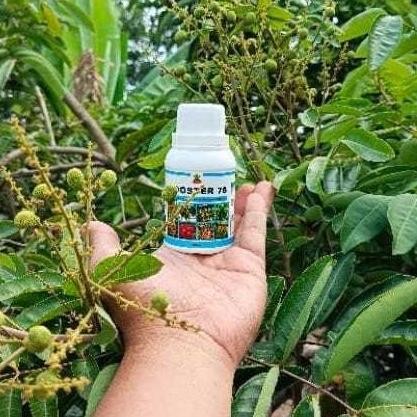 Jual Hot Sale Booster 76 Kemasan 1 Liter Pupuk Organik Penyubur, Pelebat Dan Pembesar Tanaman ...
