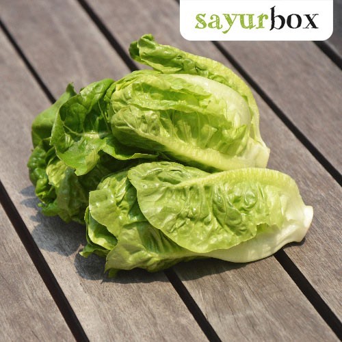 Jual Selada Romaine Kecil Konvensional 250 gram Sayurbox | Shopee Indonesia