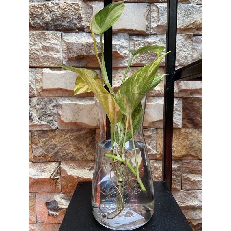 Jual Pot Bunga Tinggi 20Cm 1 Liter Vas Bunga Lucu Tanaman Hias Dekorasi ...