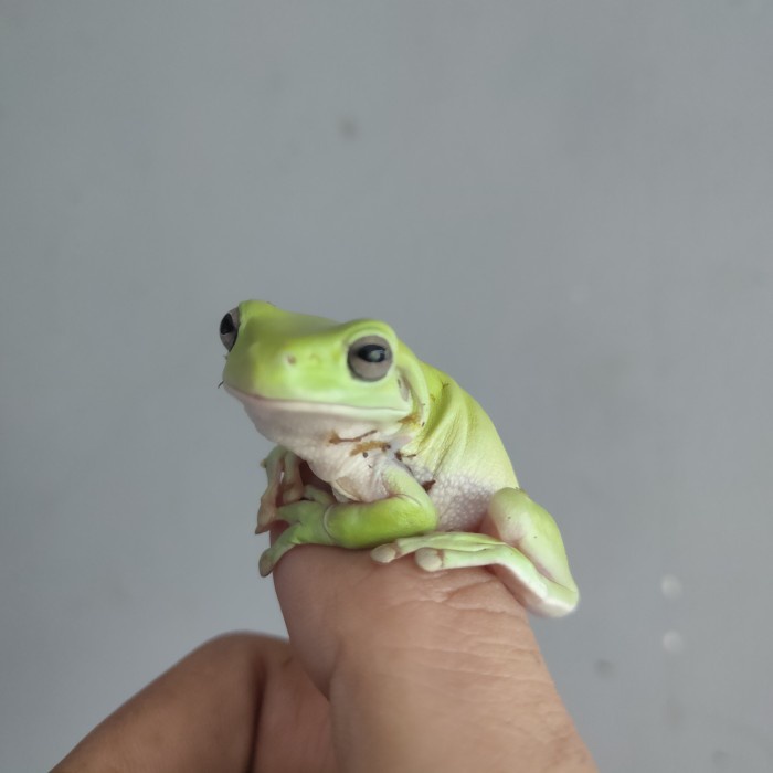 Jual katak pesek dumpy frog jinak no pacman pixi bullfrog kodok tanduk ...