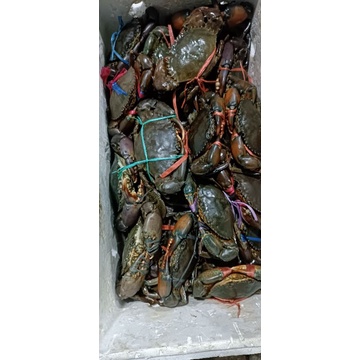 Jual Kepiting Jantan Frozen Utuh 1 kg | Shopee Indonesia