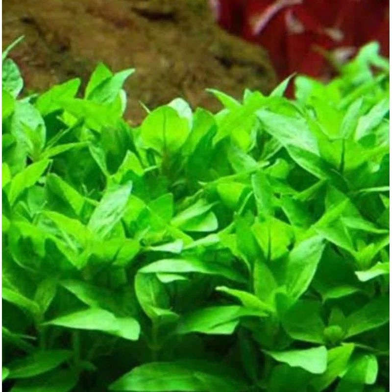 Jual Strogen Repens tanaman aquascape | Shopee Indonesia