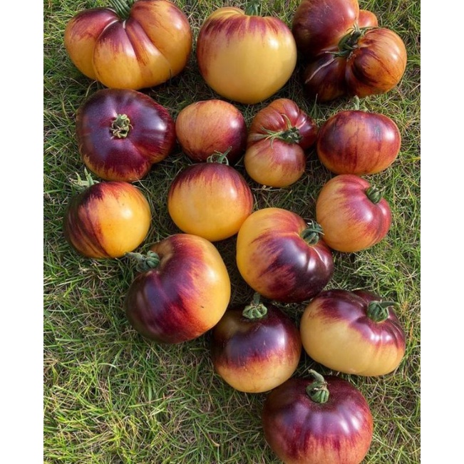 Jual Benih bibit tomat raksasa sart roloise isi 5 Biji | Shopee Indonesia