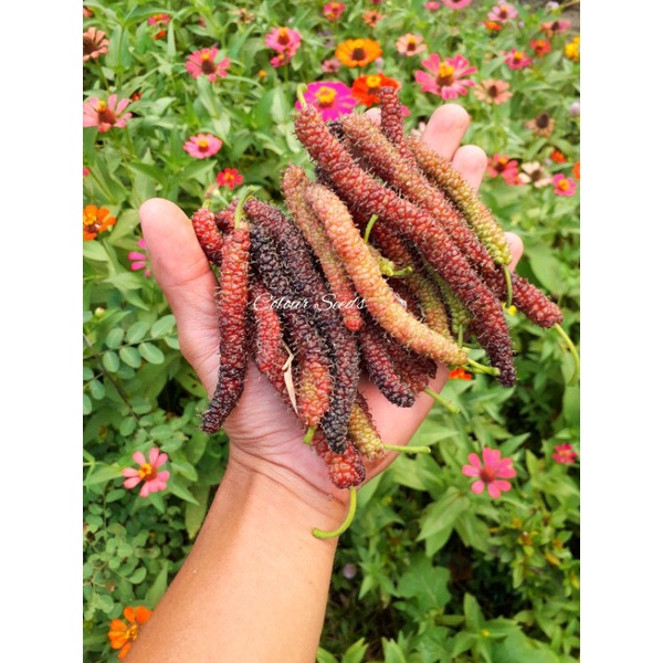 Jual Bibit buah murbey murbei long himalayan mulberry stek cutting ...