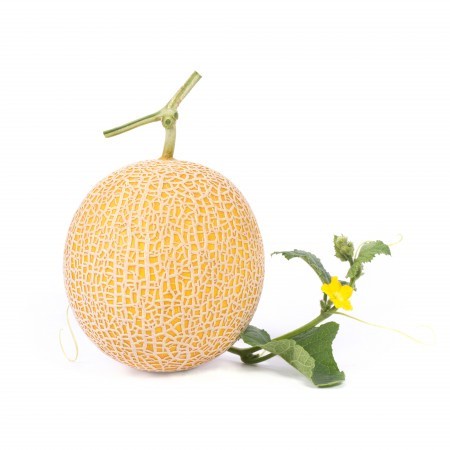 Jual Benih Melon Rz Inthanon - 100 Seed Kemasan Repacking | Shopee ...