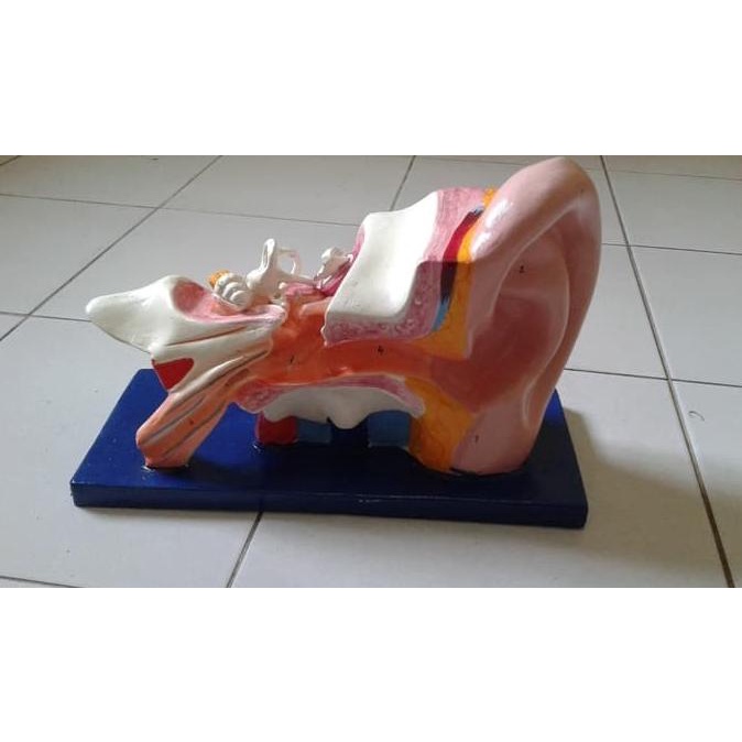 Jual Baru ANATOMI MODEL TELINGA MANUSIA, ALAT PERAGA PENDIDIKAN DAN ...