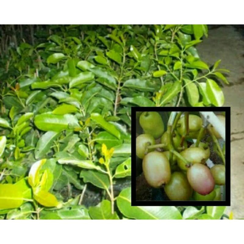 Jual BIBIT TANAMAN BERKUALITAS BIBIT BUAH JAMBLANG/JUWET PUTIH DAPAT ...