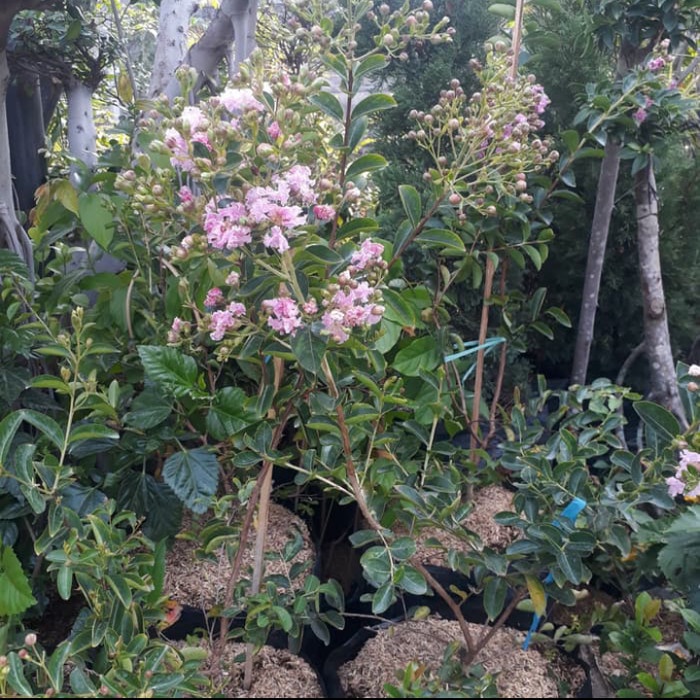 Jual TANAMAN BUNGA SAKURA 50-70CM | Shopee Indonesia