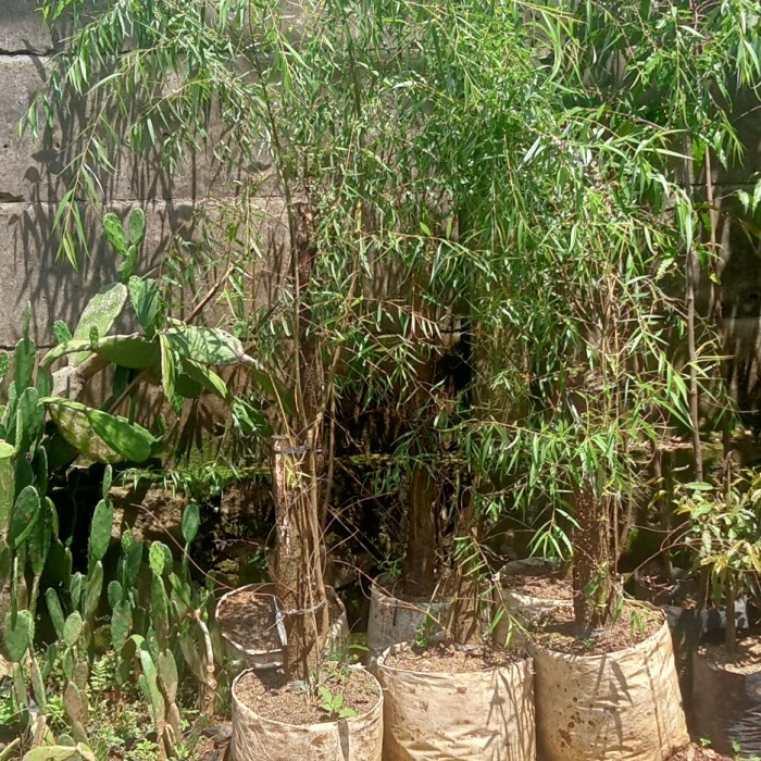 Jual Pohon Liang Liu | Shopee Indonesia