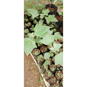 Jual Pohon kemiri muncang | Shopee Indonesia