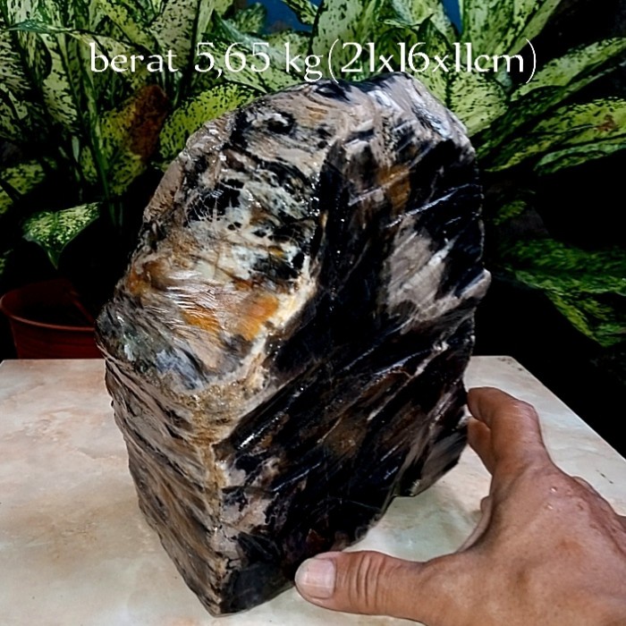 Jual [Baru] 565 Kg Batu Fosil Galih Kelor Hitam Semi Kristal293 Limited ...