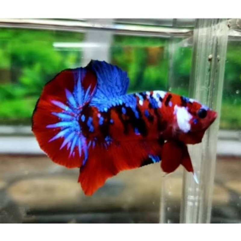 Jual plakat Nemo multi pejantan | Shopee Indonesia