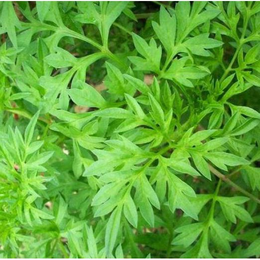 Jual Daun Suring Herbal Kering (25 Lembar) | Shopee Indonesia