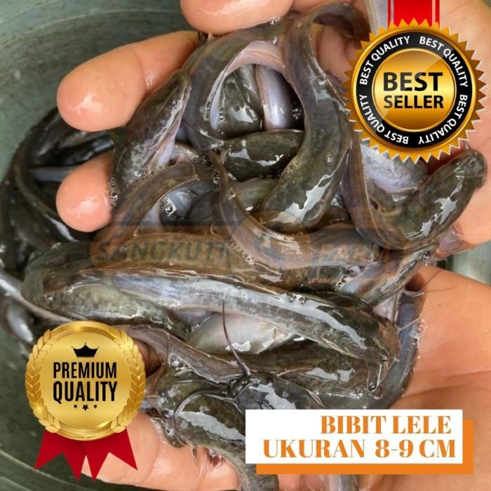 Jual Bibit Benih Lele Murah Ukuran 8-9. GRATIS !! Panduan Budidaya Lele ...